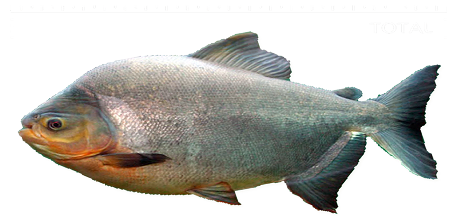 Documento sin título